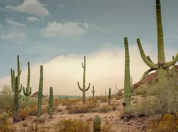 The Green Planet | Desert Worlds | Episode 4 | PBS