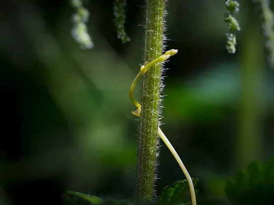 The Green Planet | Seasonal Worlds | Episode 3 | PBS