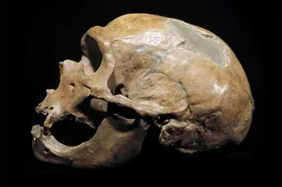 NOVA | Great Mammoth Mystery | Season 49 | Episode 3 | PBS