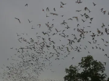 NOVA | Bat Superpowers | Season 48 | Episode 10 | PBS