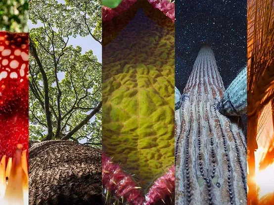 The Green Planet | Seasonal Worlds | Episode 3 | PBS