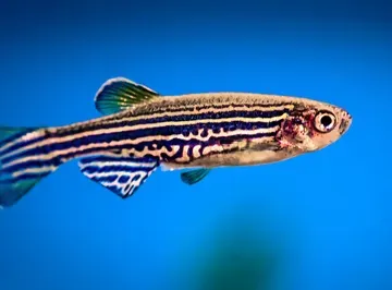 NOVA | Mysteries of Sleep | Season 47 | Episode 4 | PBS