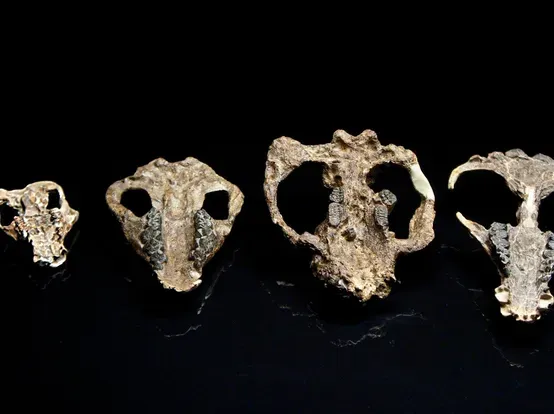 NOVA | Dinosaur Apocalypse: The New Evidence | Season 49 | Episode 6 | PBS