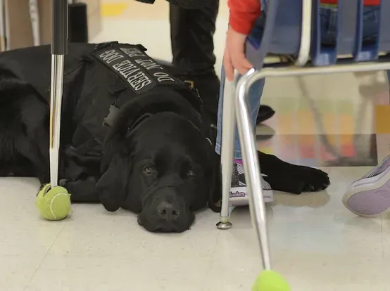 NOVA | Dog Tales | Season 47 | Episode 2 | PBS